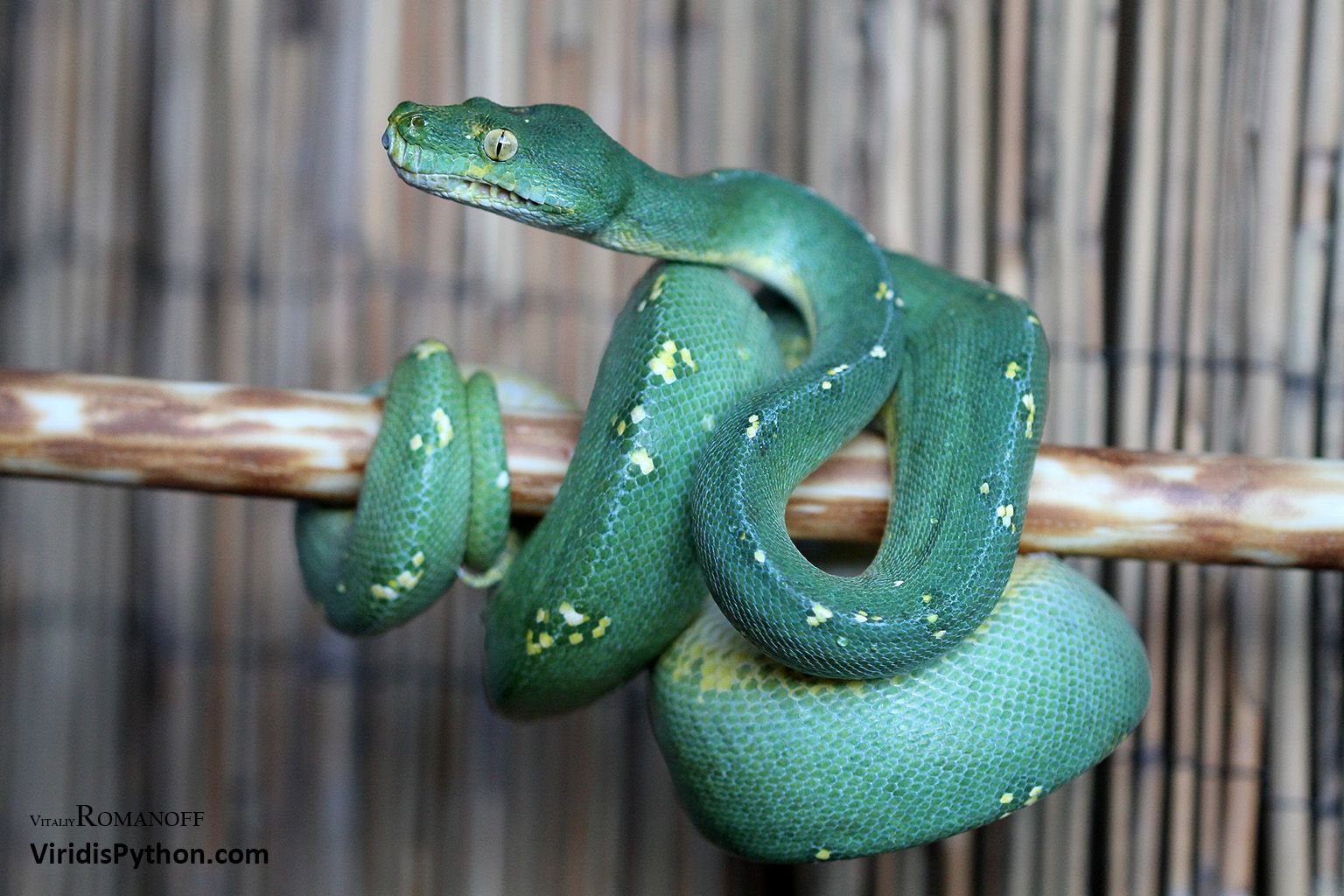 Mountain Green Tree Python | Best Green Tree Pythons Online